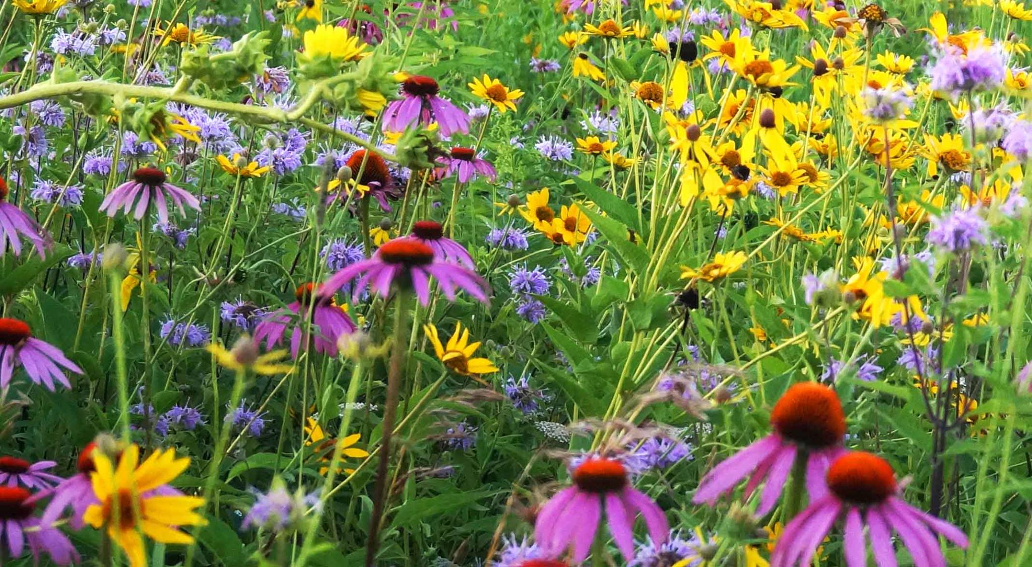 Native Seed Mixes – Racine County Tree Program